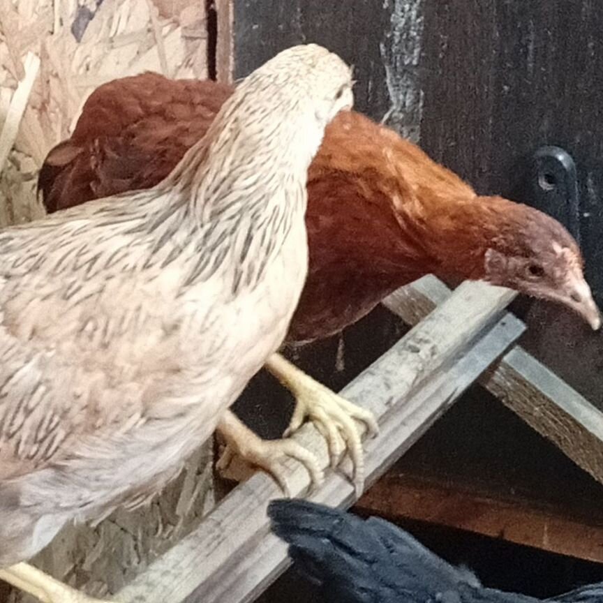 Курочки молодки несушки