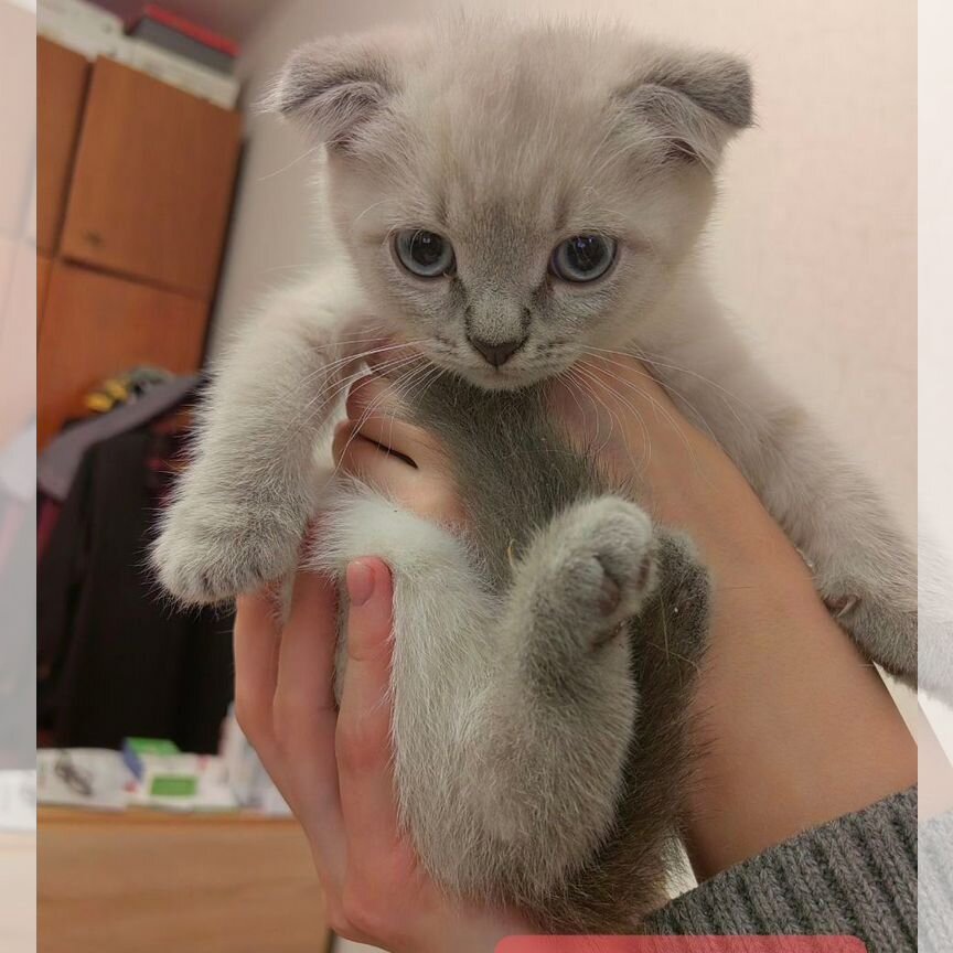 Шотландский вислоухий короткошёрстный котёнок