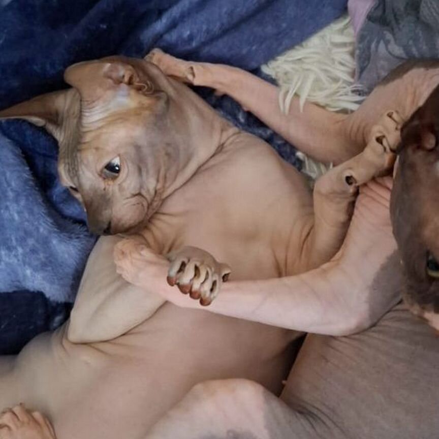 Донской сфинкс, взрослая кошка