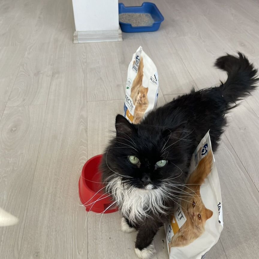 Хозяева меня не кормят