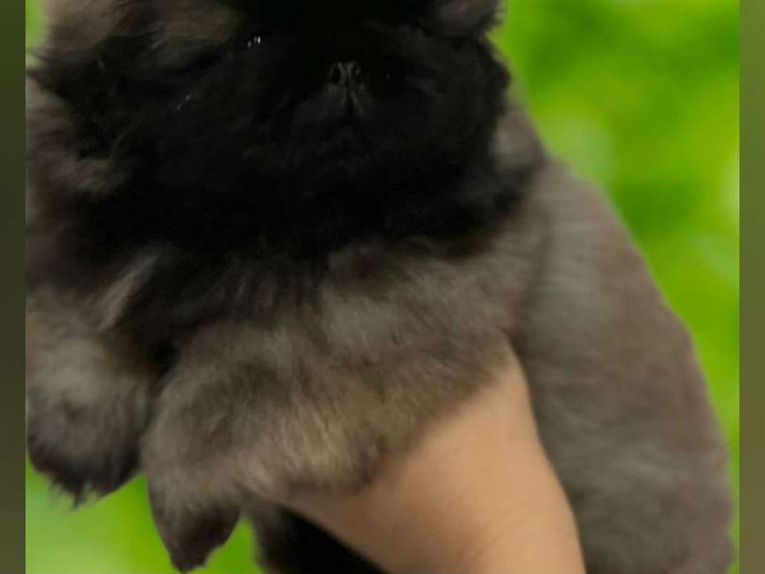 Щенки пекинеса