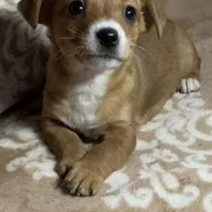 Щенок. той терьер(мама) чихуахуа(папа)