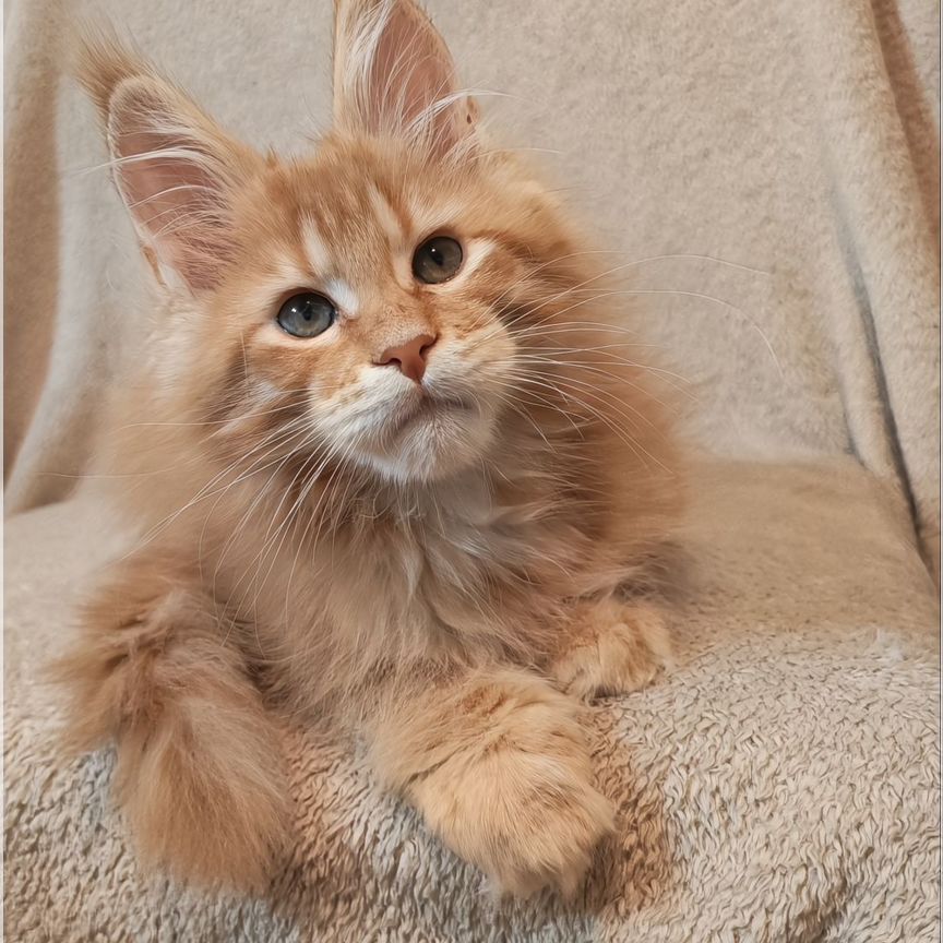 Мейн-кун котёнок