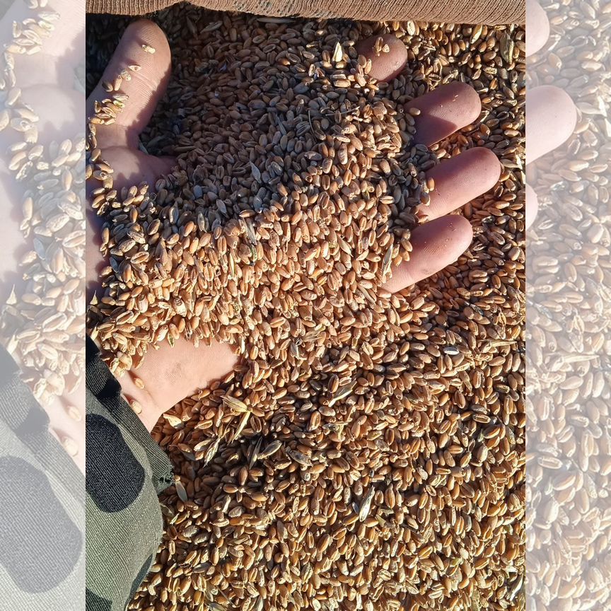 Зерно пшеница в мешках