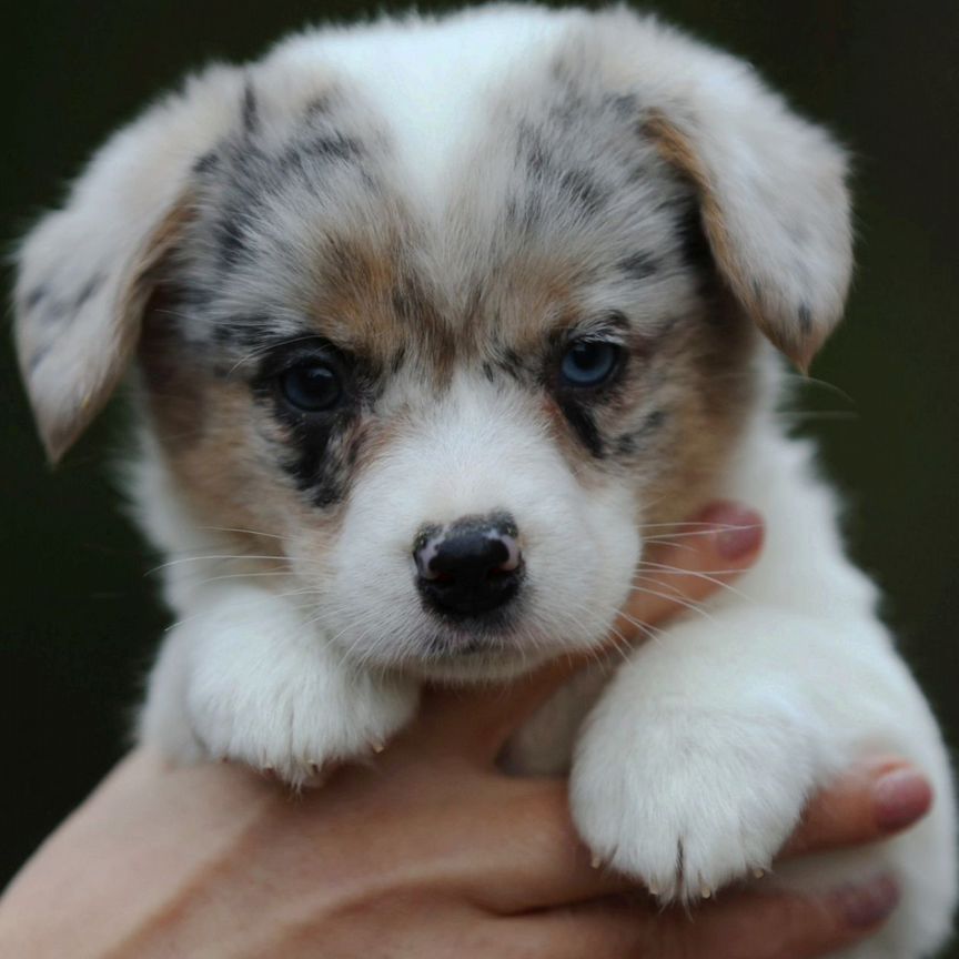 Вельш Корги Кардиган, щенок