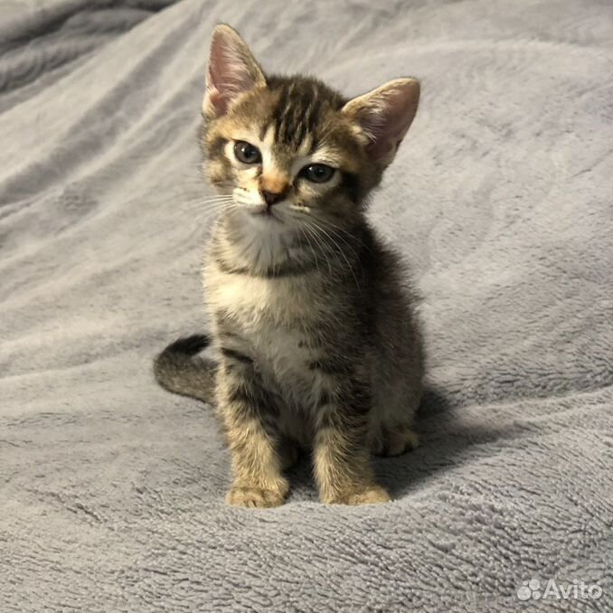 Котенок британец в добрые руки