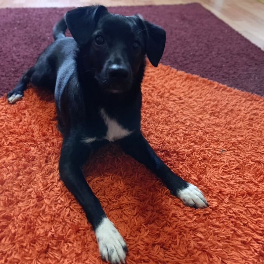 Щенок в добрые руки