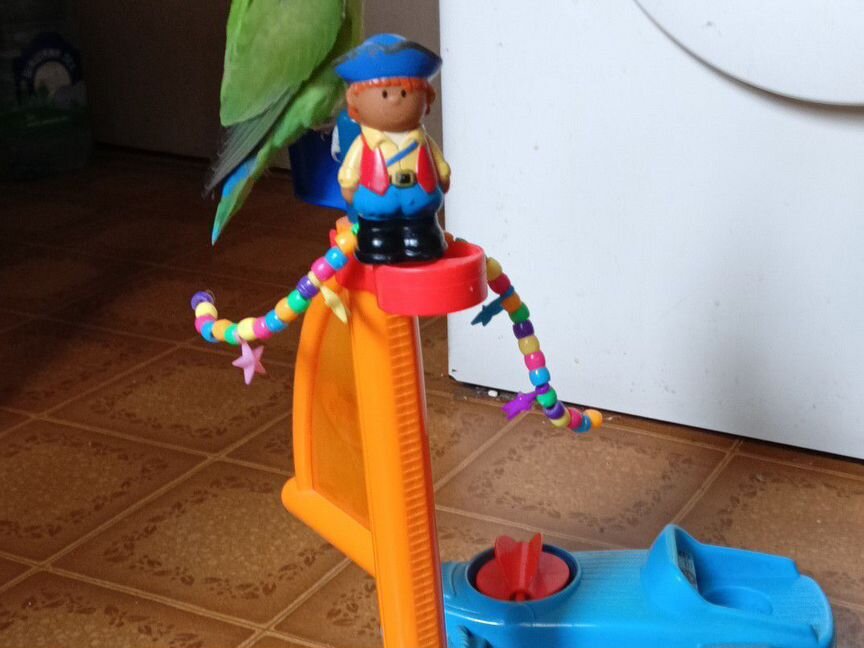 Карлуша. Говорящий попугай