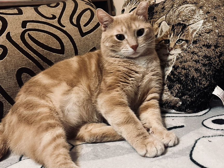 Кот ищет добрые ручки