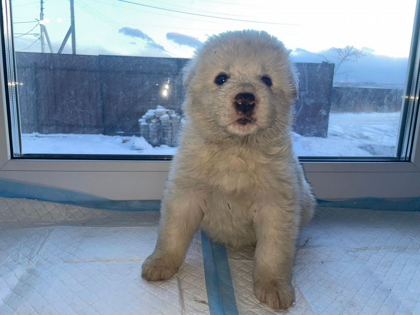 Щенок в добрые руки бесплатно