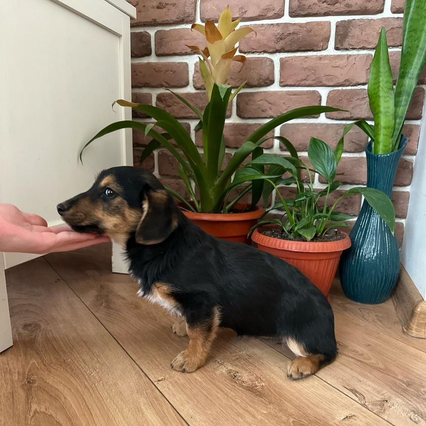 Щенок в добрые руки