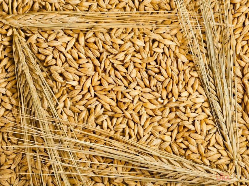 Продам ячмень,пшеницу