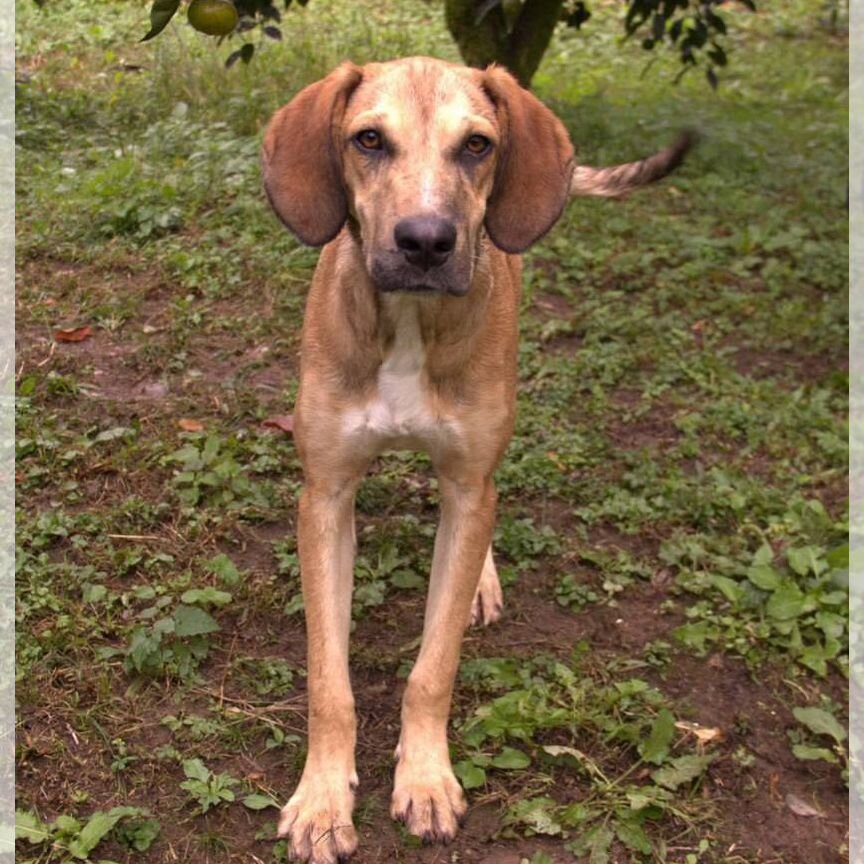 Взрослый пёс в добрые руки