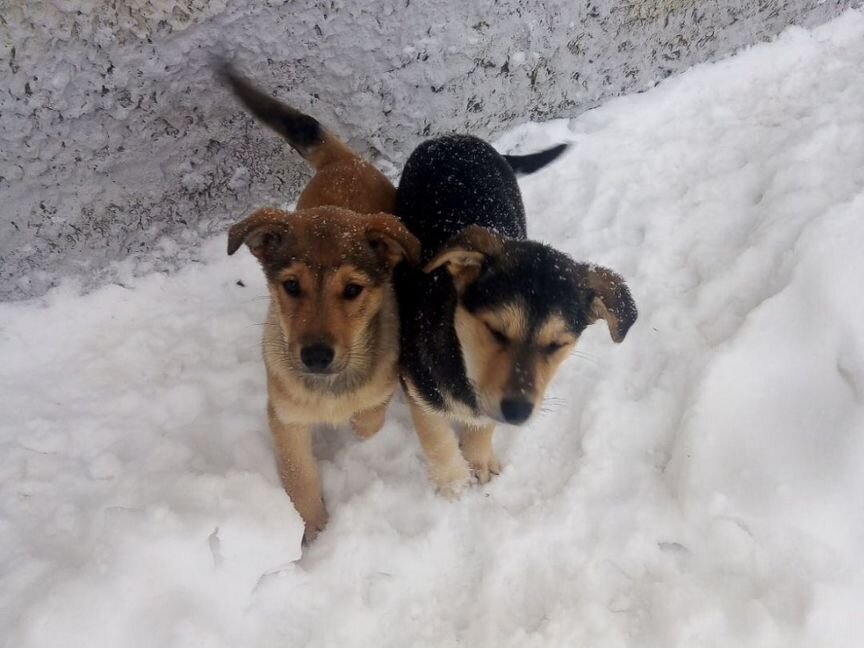 Замерзают щенки у дороги