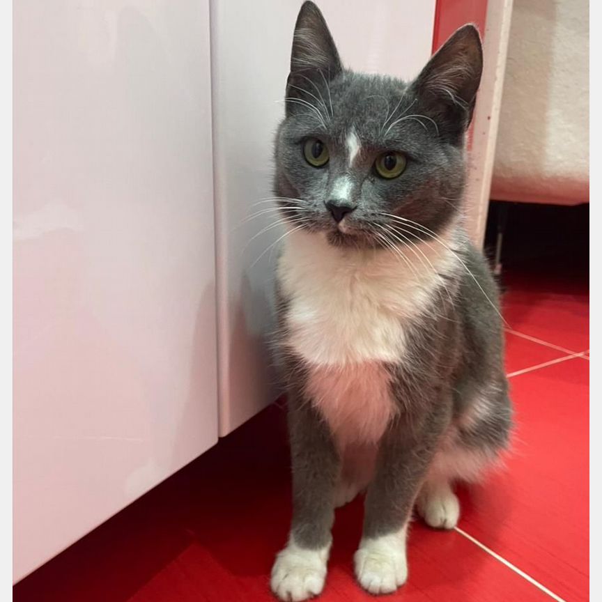 Котик молодой