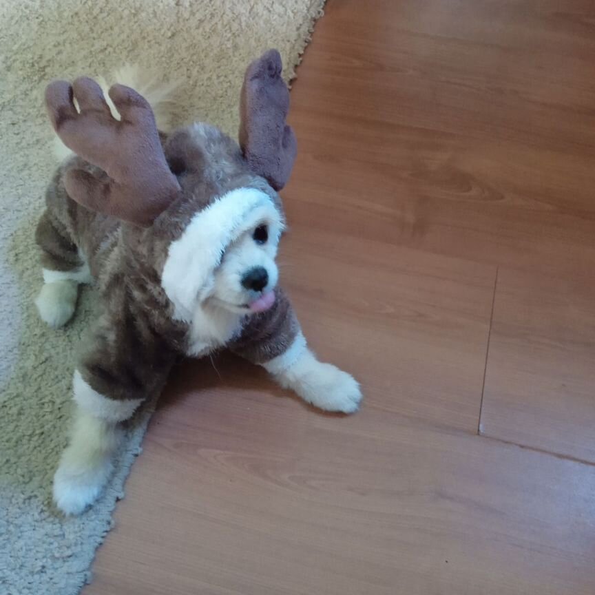 Шубка на собаку