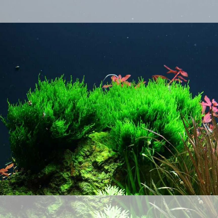 Аквариумные растения прополка