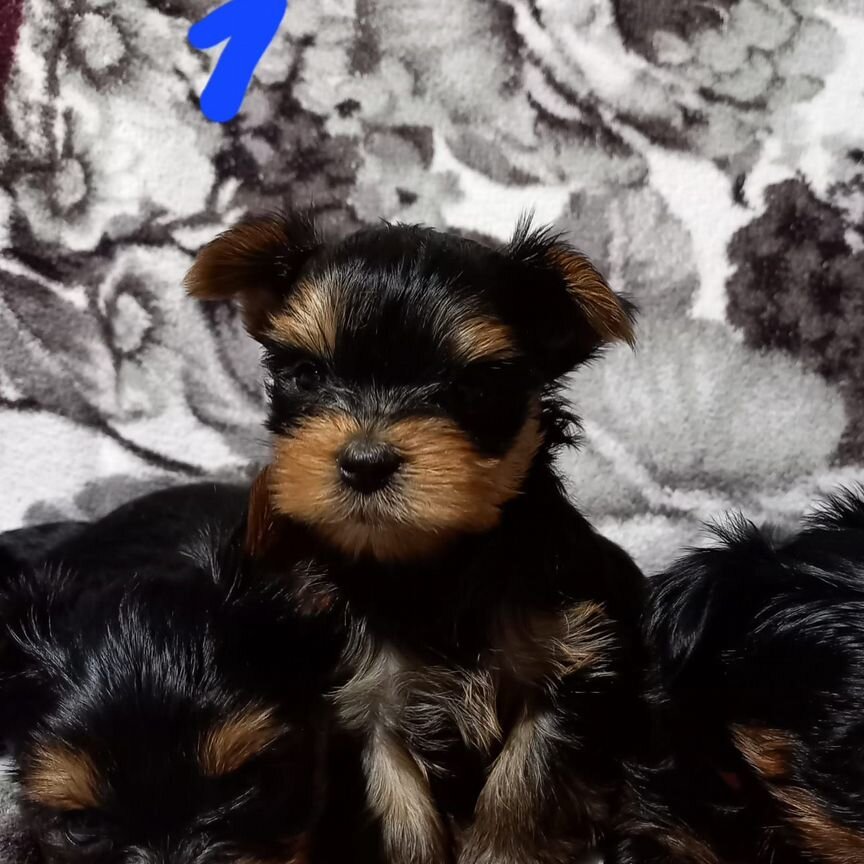 Йоркширский терьер