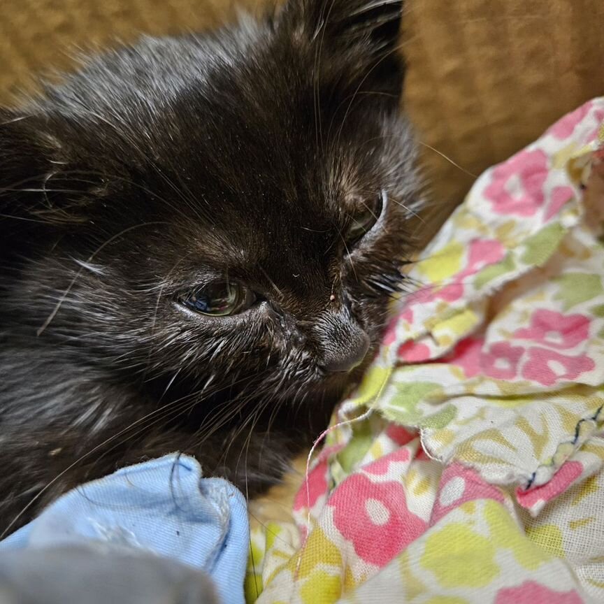 Котята в добрые руки бесплатно