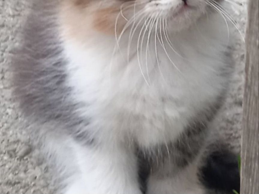 Котята в добрые руки бесплатно