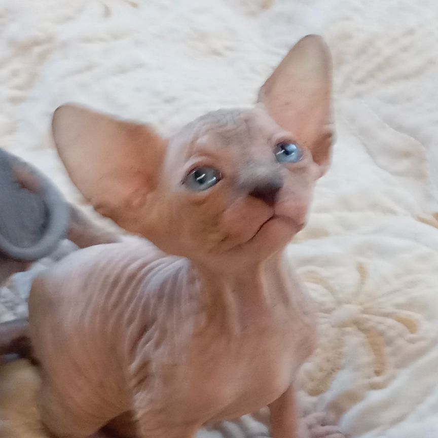 Канадский сфинкс котенок