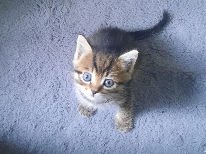 Котята в добрые руки