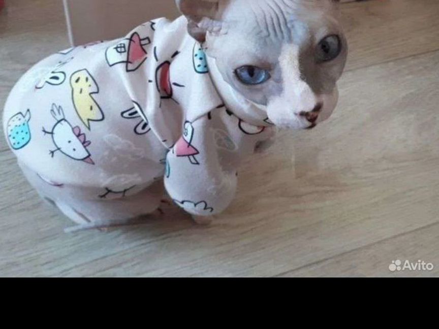 Продам кошечку альфа