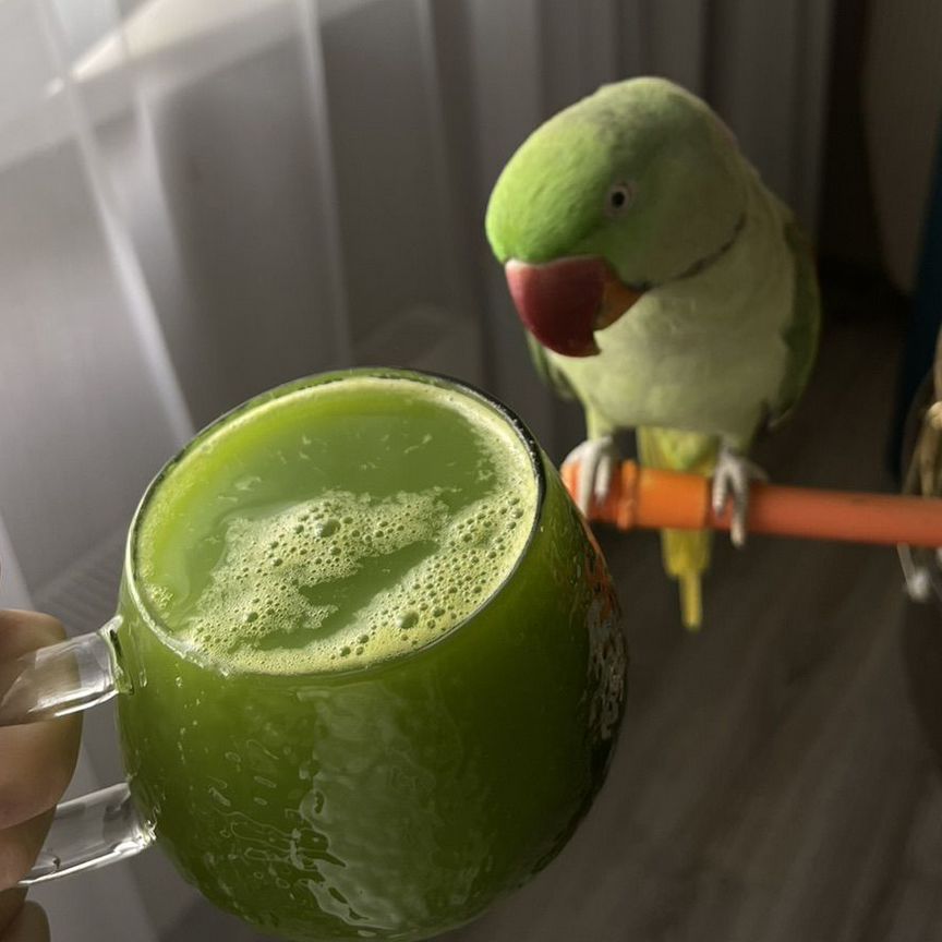 Александрийский ожереловый попугай Ричи