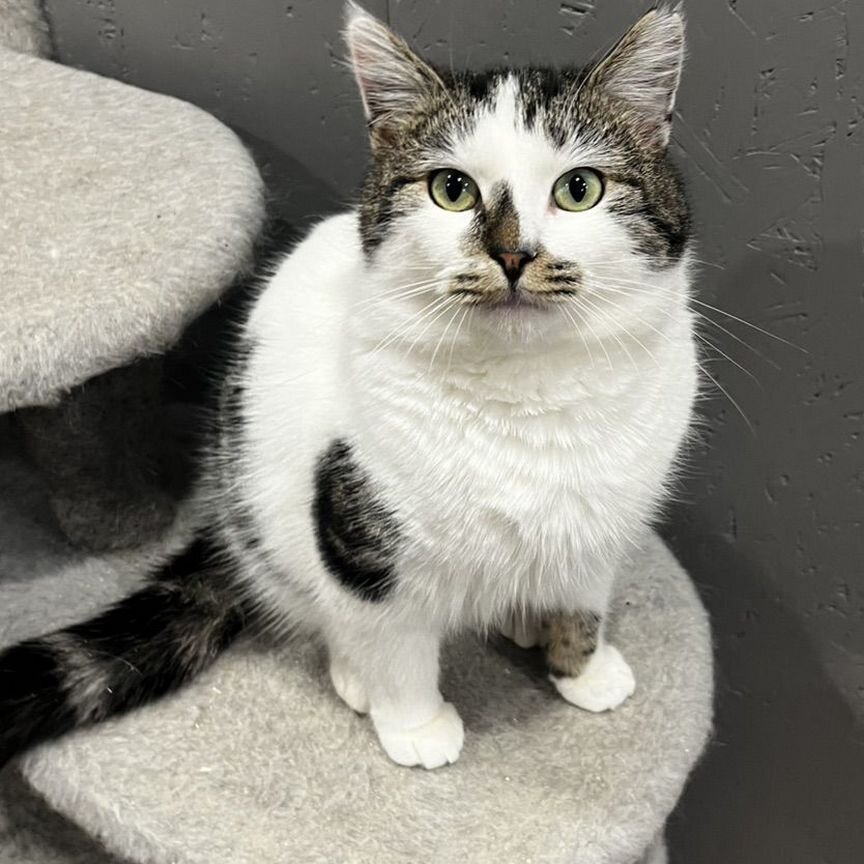 Кот в добрые руки