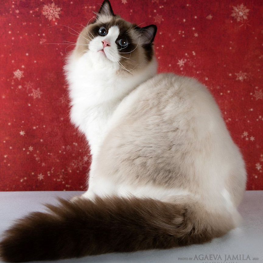 Кот рэгдол