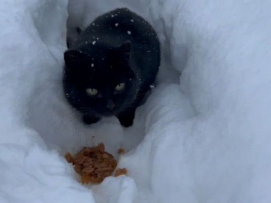 Кошке очень нужен дом