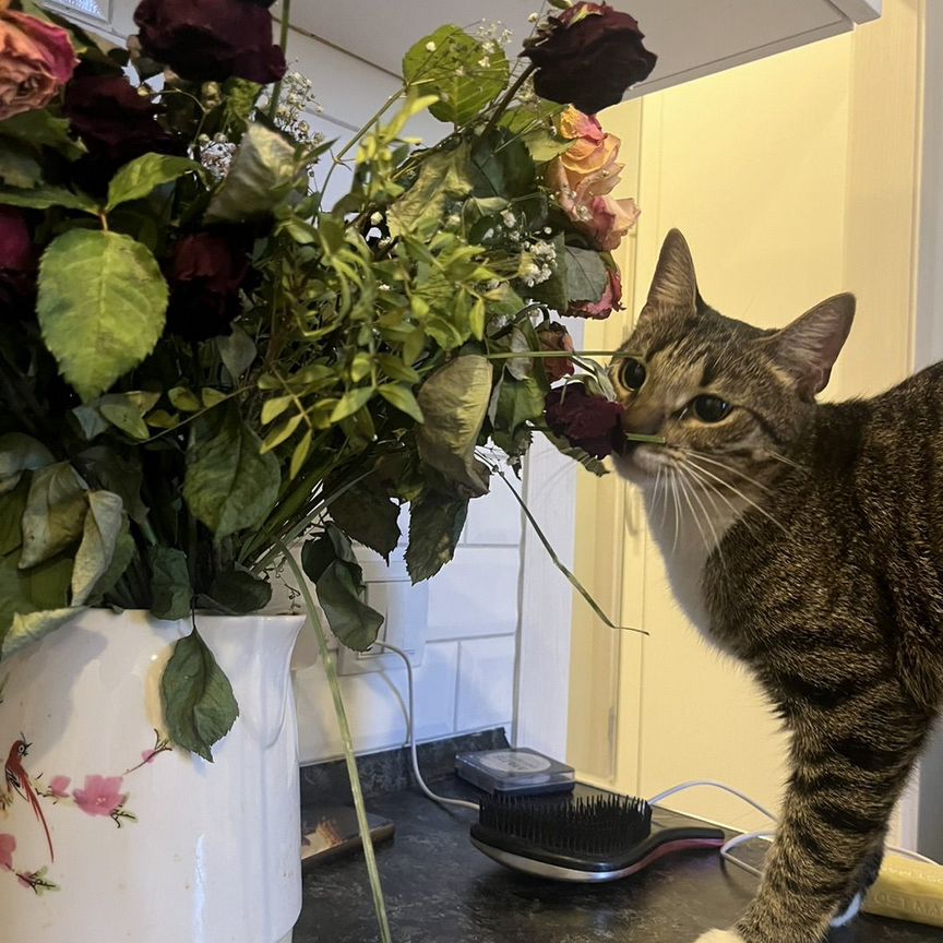 Шпротик ищет дом