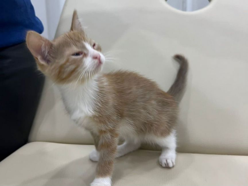 Маленькие котята ищут дом бесплатно в дар