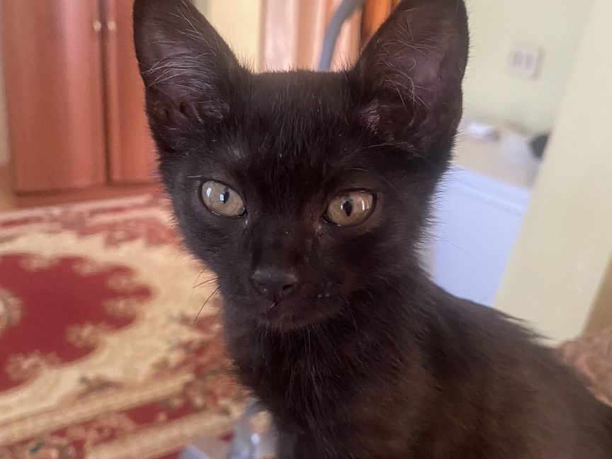 Котик