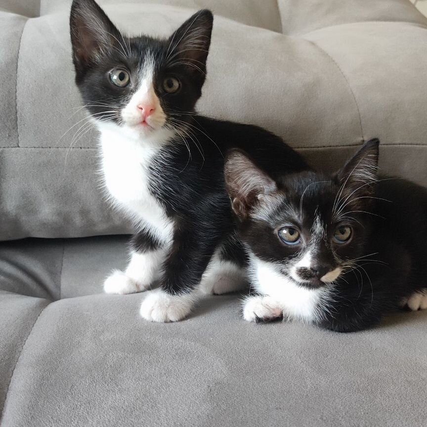 Котята в добрые руки приучены к лотку