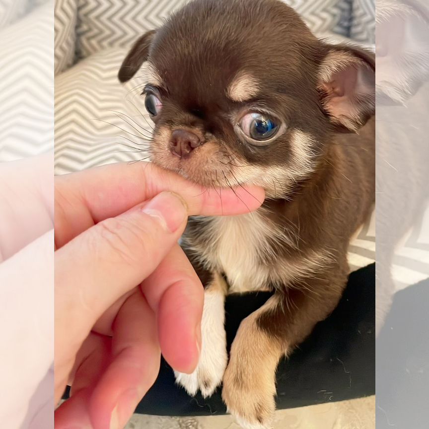 Щенки чихуахуа