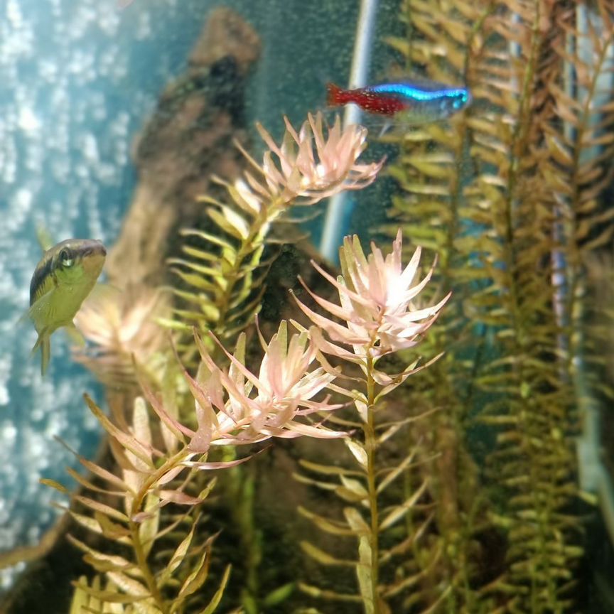 Аквариумные растения