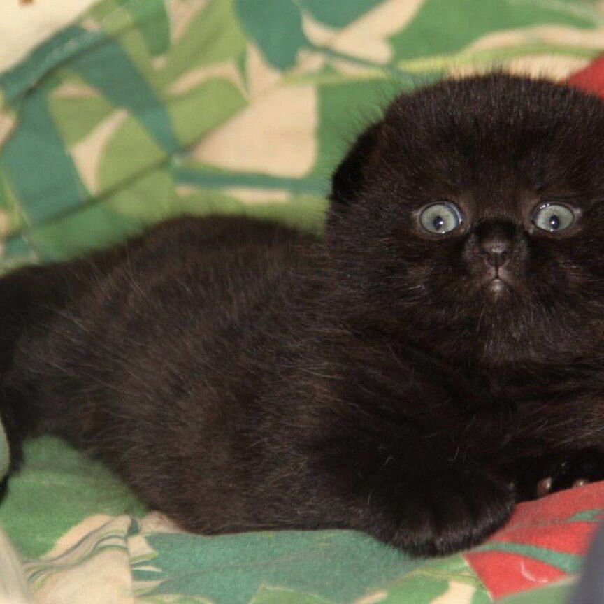 Шотландские вислоухие котята с доставкой