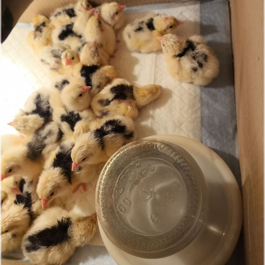 Цыплята суточные Пушкинские