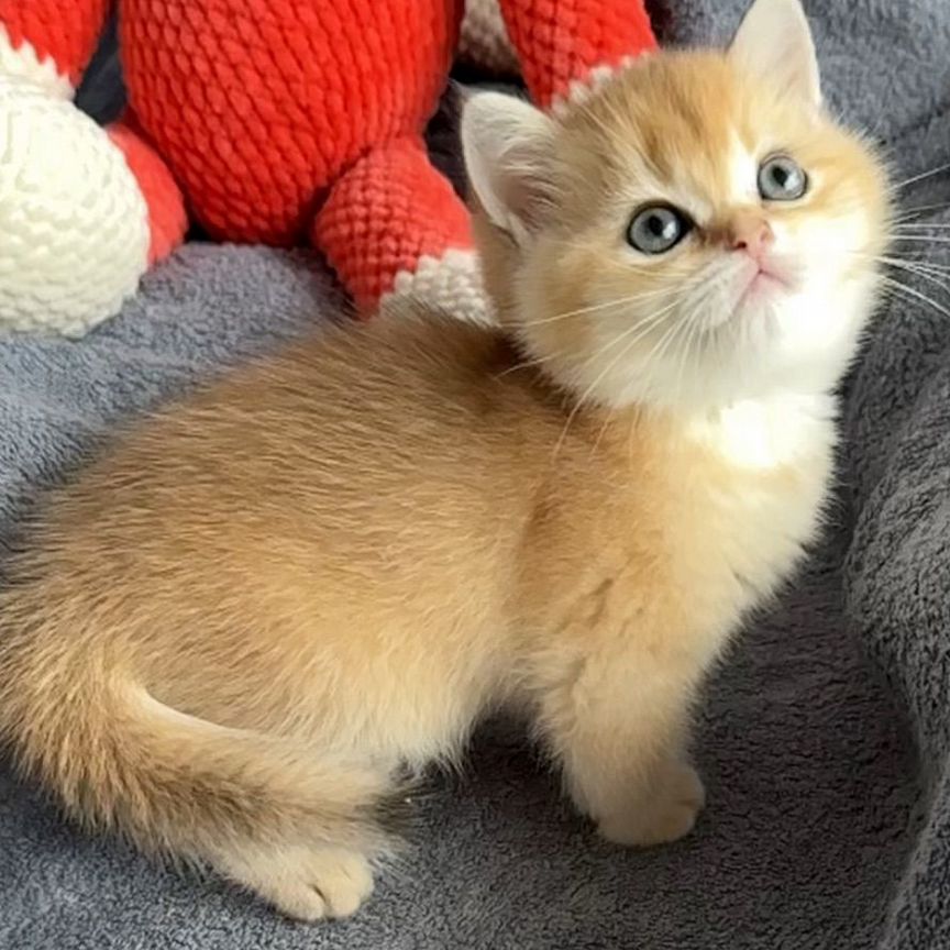 Британские котята