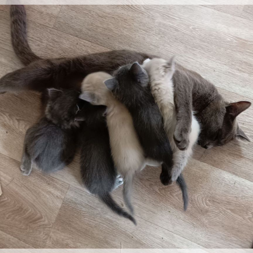 Котята Выкса