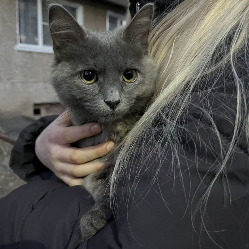 Котенок в добрые руки