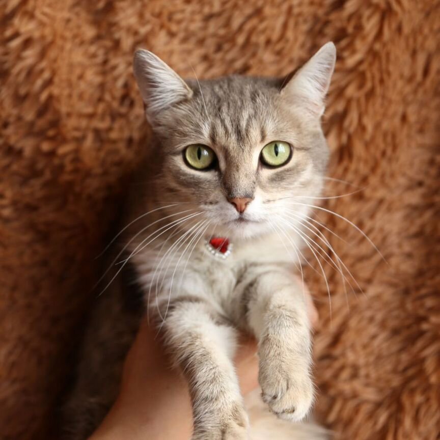 Взрослая, Девочка кошка в добрые руки