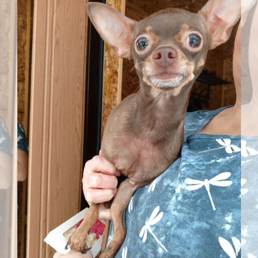 Русский той-терьер, щенок