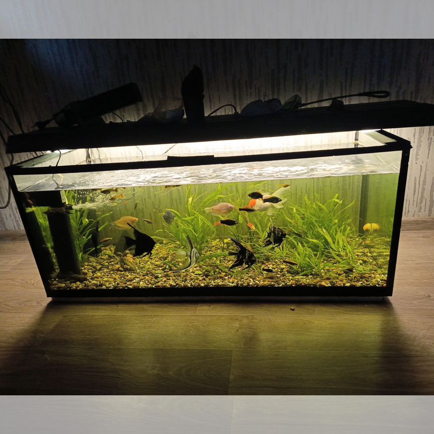 Аквариумные рыбки и растения