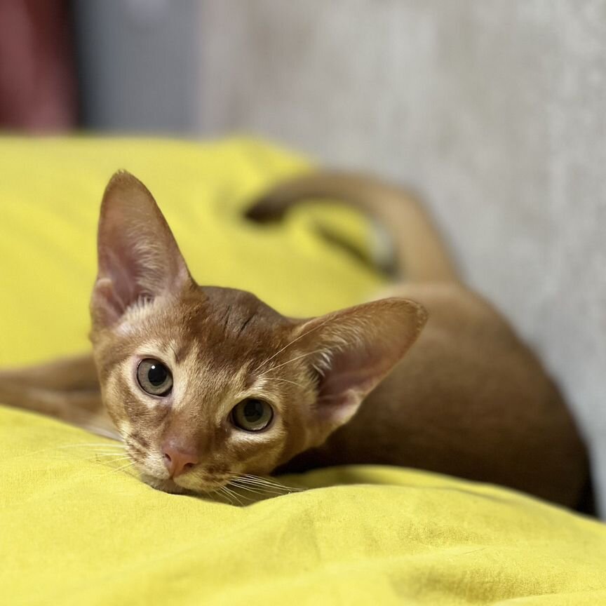 Котики абиссинские