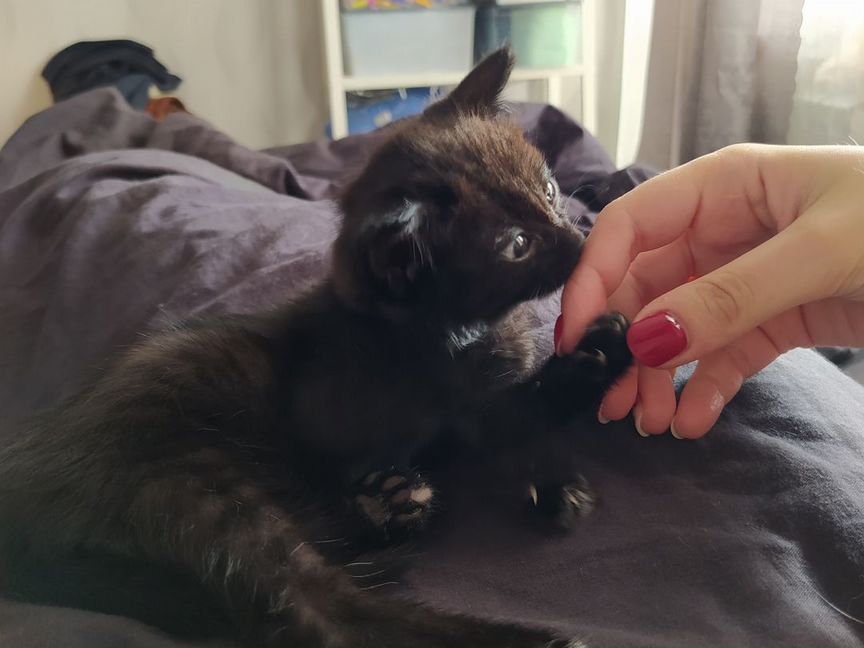 Котенок в добрые руки бесплатно