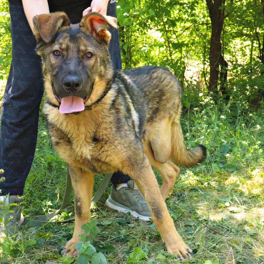 Особенный Алтай в добрые руки