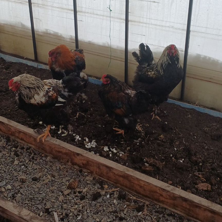 Петухи Брама