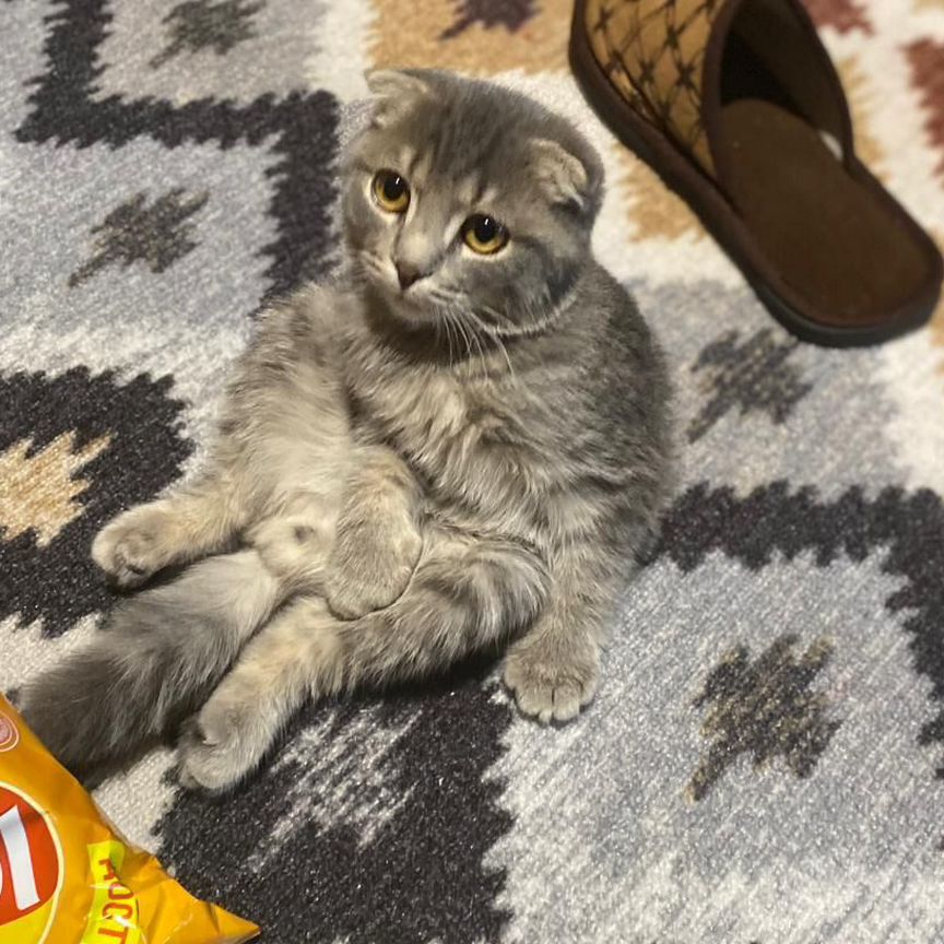 Шотландский вислоухий длинношёрстный котёнок
